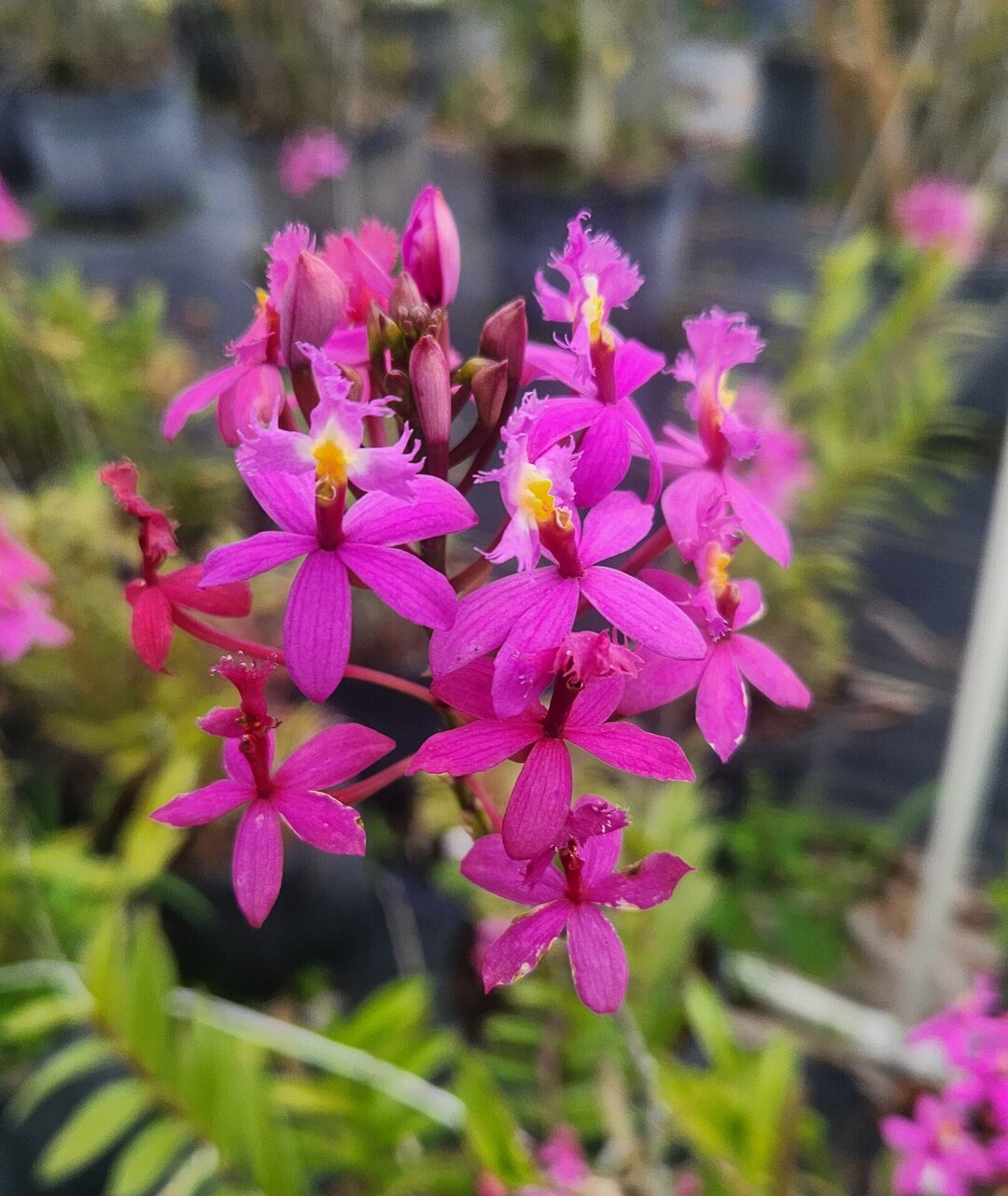 Epidendrum Radicans - Purple - 1 Gallon Pot - Live Plant - Etsy