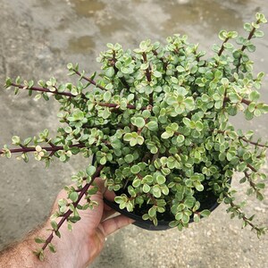 Variegated Mini Jade Bonsai Start Portulacaria Afra Grown in an 8 Pot ...