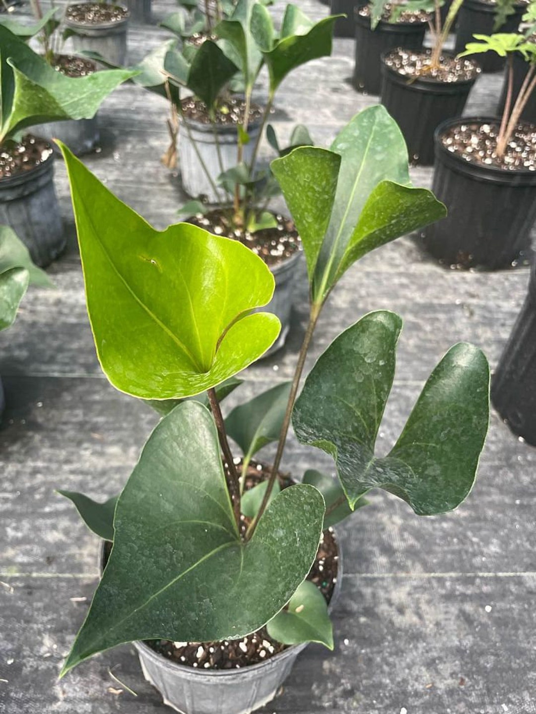 Anthurium Arrow - Etsy