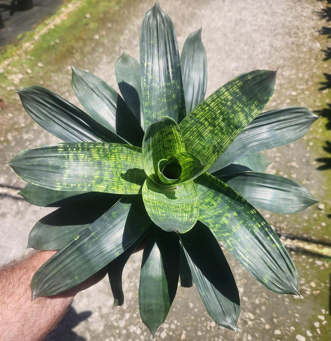 Bromeliad Vriesea Gigantea Nova - Live Plant - Etsy