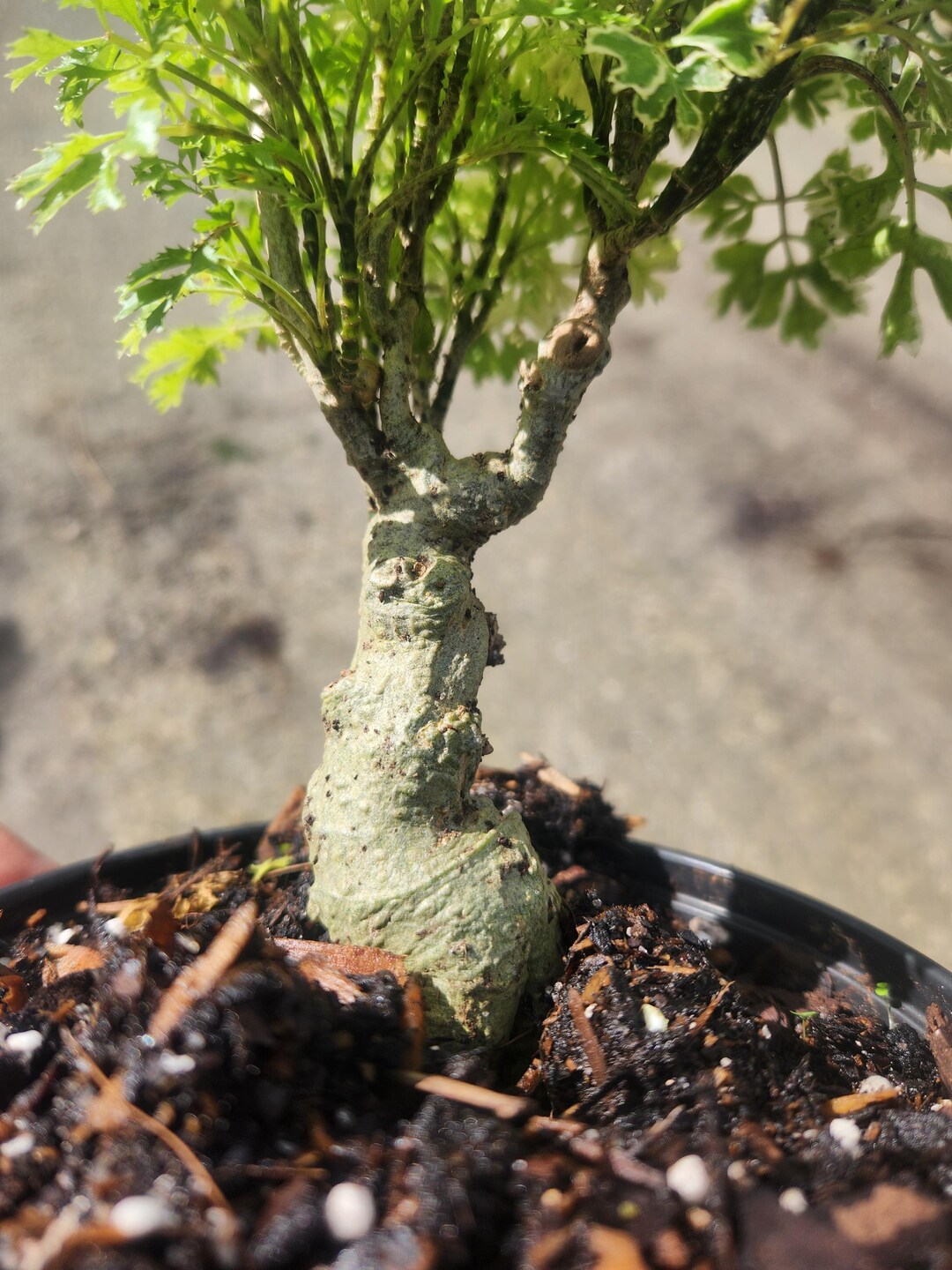 Polyscias Aralia Ming Snowflake Bonsai Start 6 Pot - Etsy