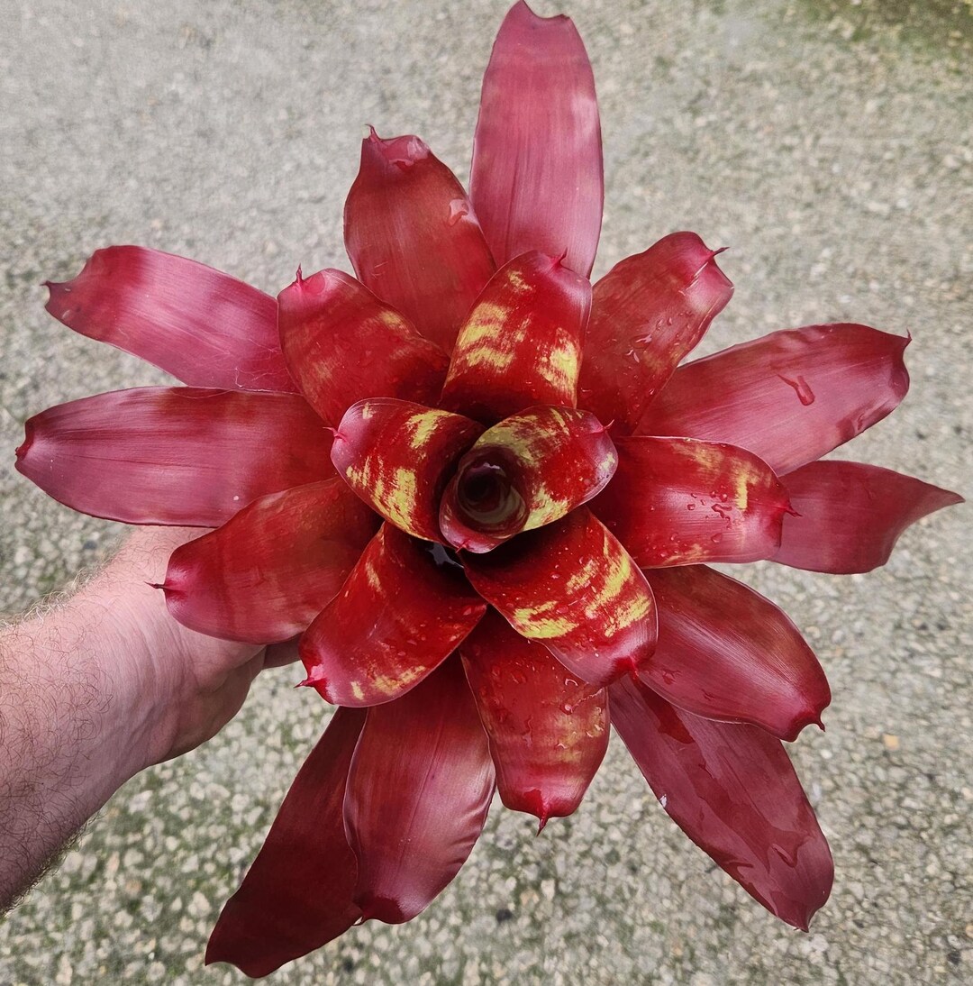 Bromeliad Neoregelia Golden Gate - Live Plant - Etsy