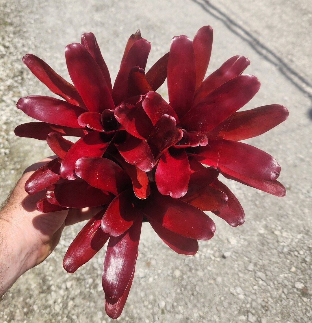 Bromeliad Neoregelia Super Fireball - Live Plant - Etsy