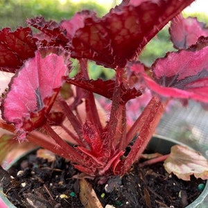 Begonia Harmony's Red Robin Painted Begonia Painted - Etsy