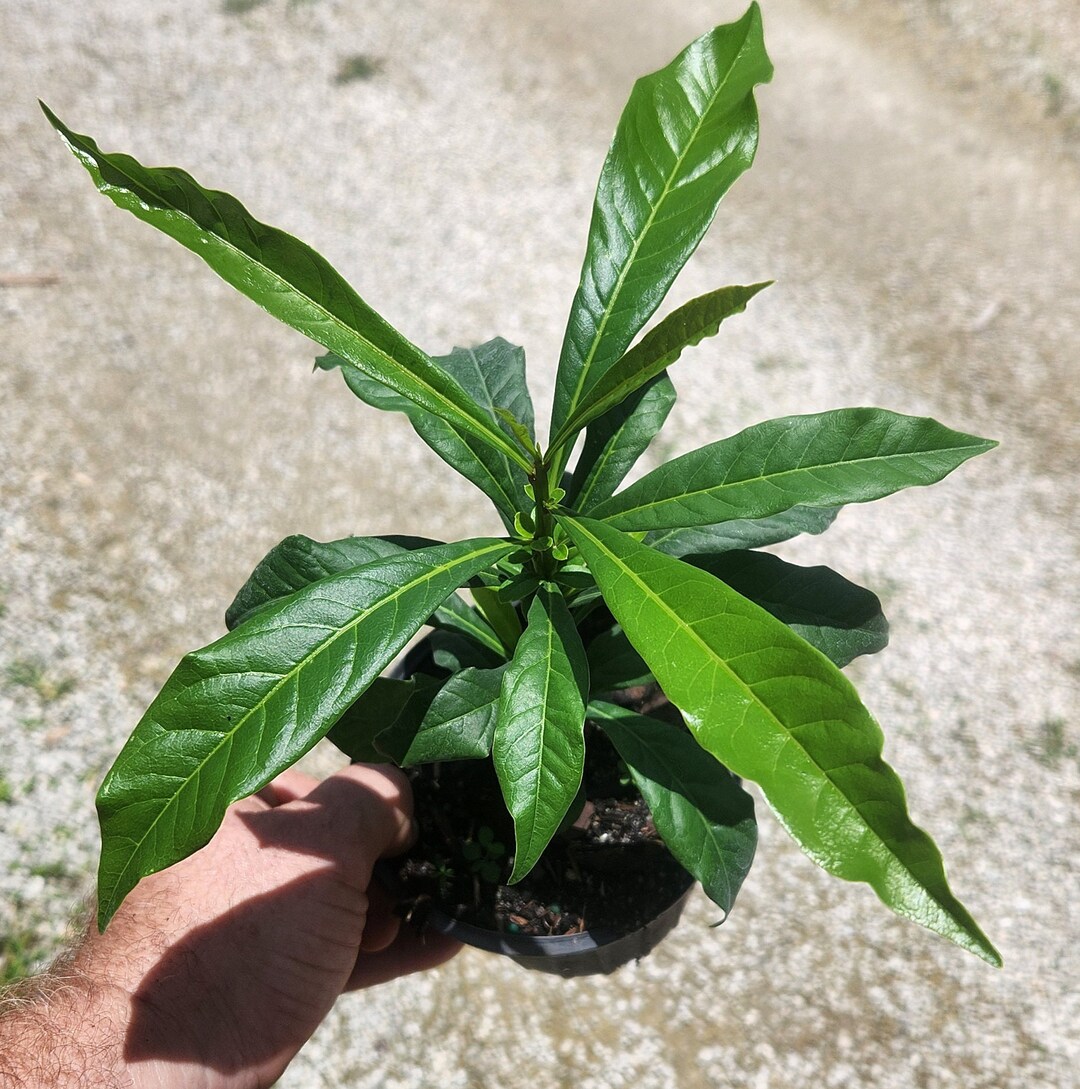 Crescentia Cujete Calabash LIMITED NUMBERS Grown in 6 Pot - Etsy