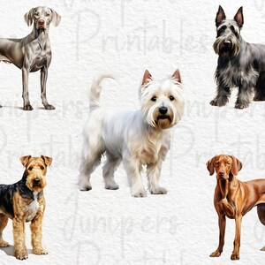 Watercolor Dog Breeds Vol. 5 Clipart Bundle, 20 High Quality PNG ...