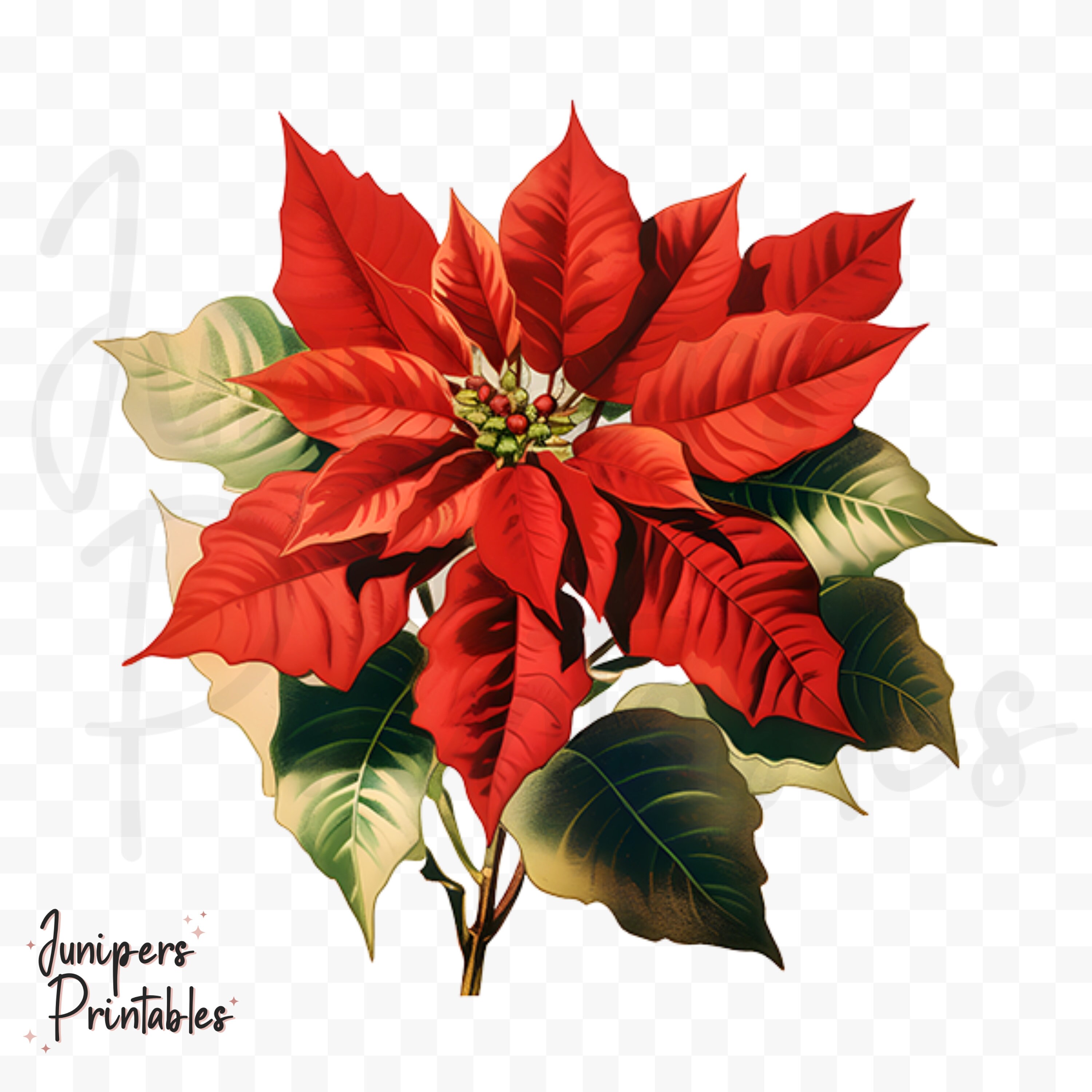 21 Christmas Poinsettia Clipart, High Quality PNG, Digital Download ...