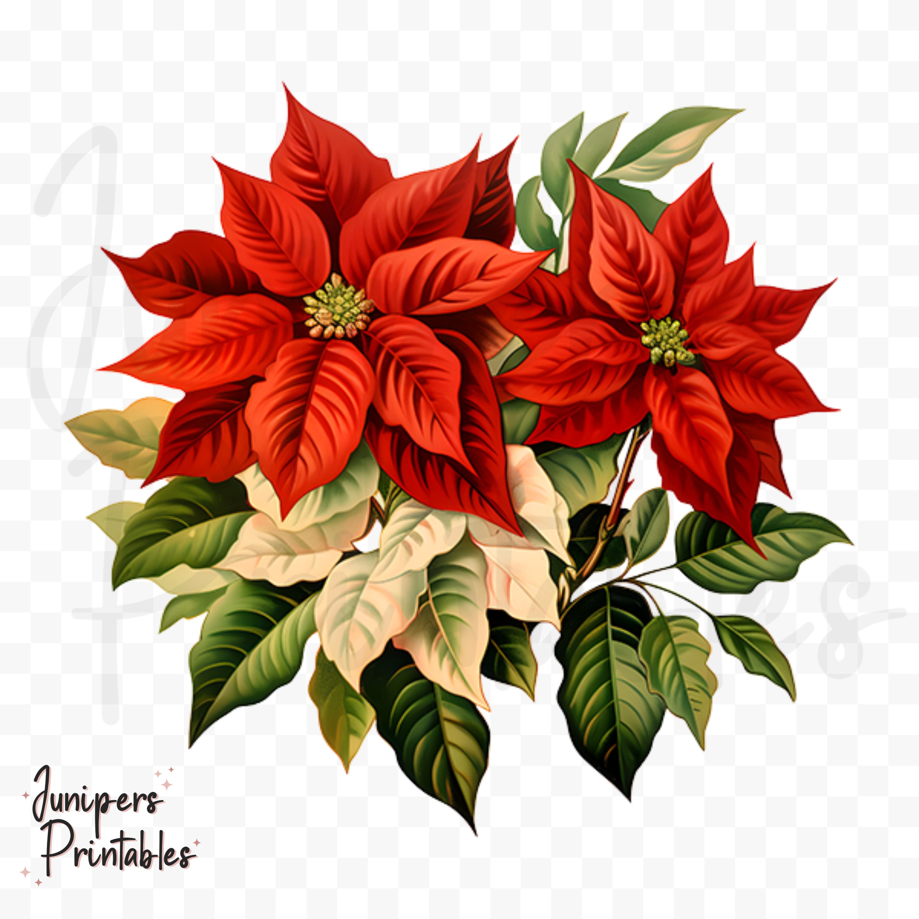 21 Christmas Poinsettia Clipart, High Quality PNG, Digital Download ...