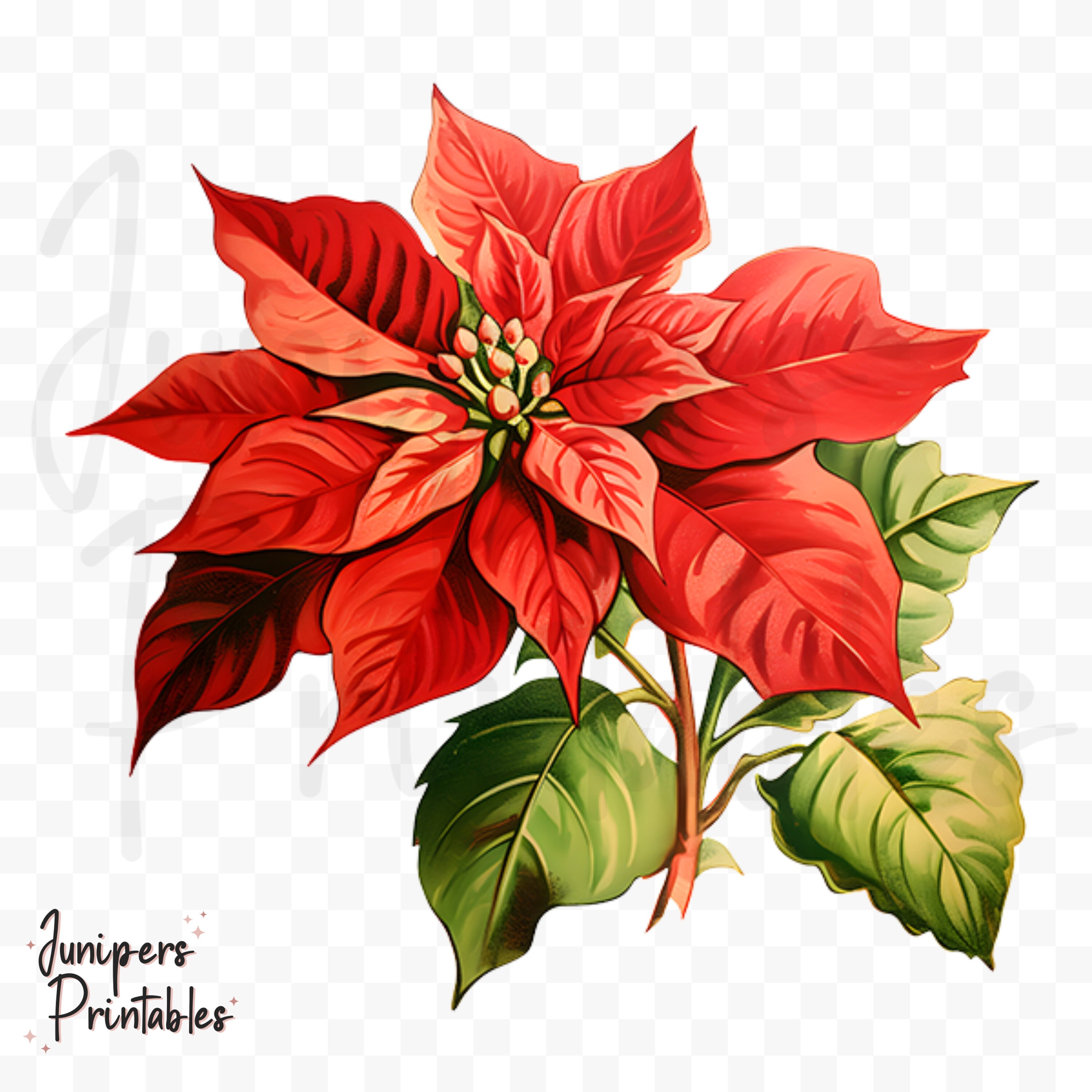 21 Christmas Poinsettia Clipart, High Quality PNG, Digital Download ...