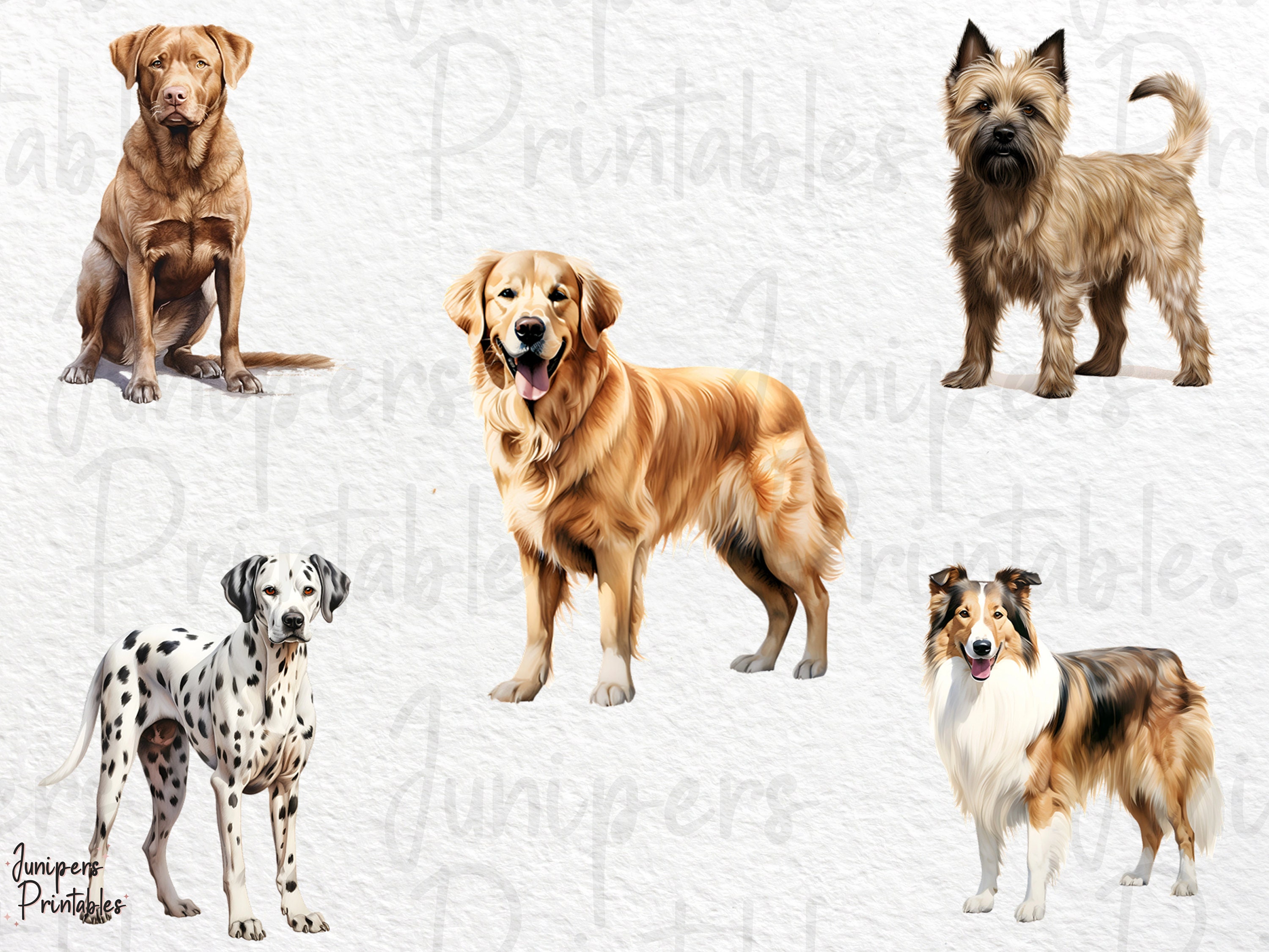 Watercolor Dog Breeds Vol. 4 Clipart Bundle, 20 High Quality PNG ...