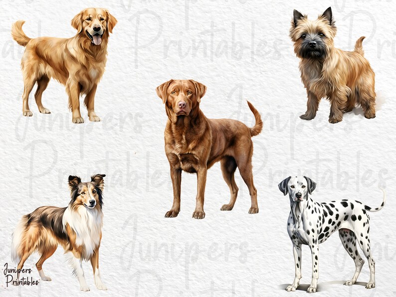 Watercolor Dog Breeds Vol. 4 Clipart Bundle, 20 High Quality PNG ...