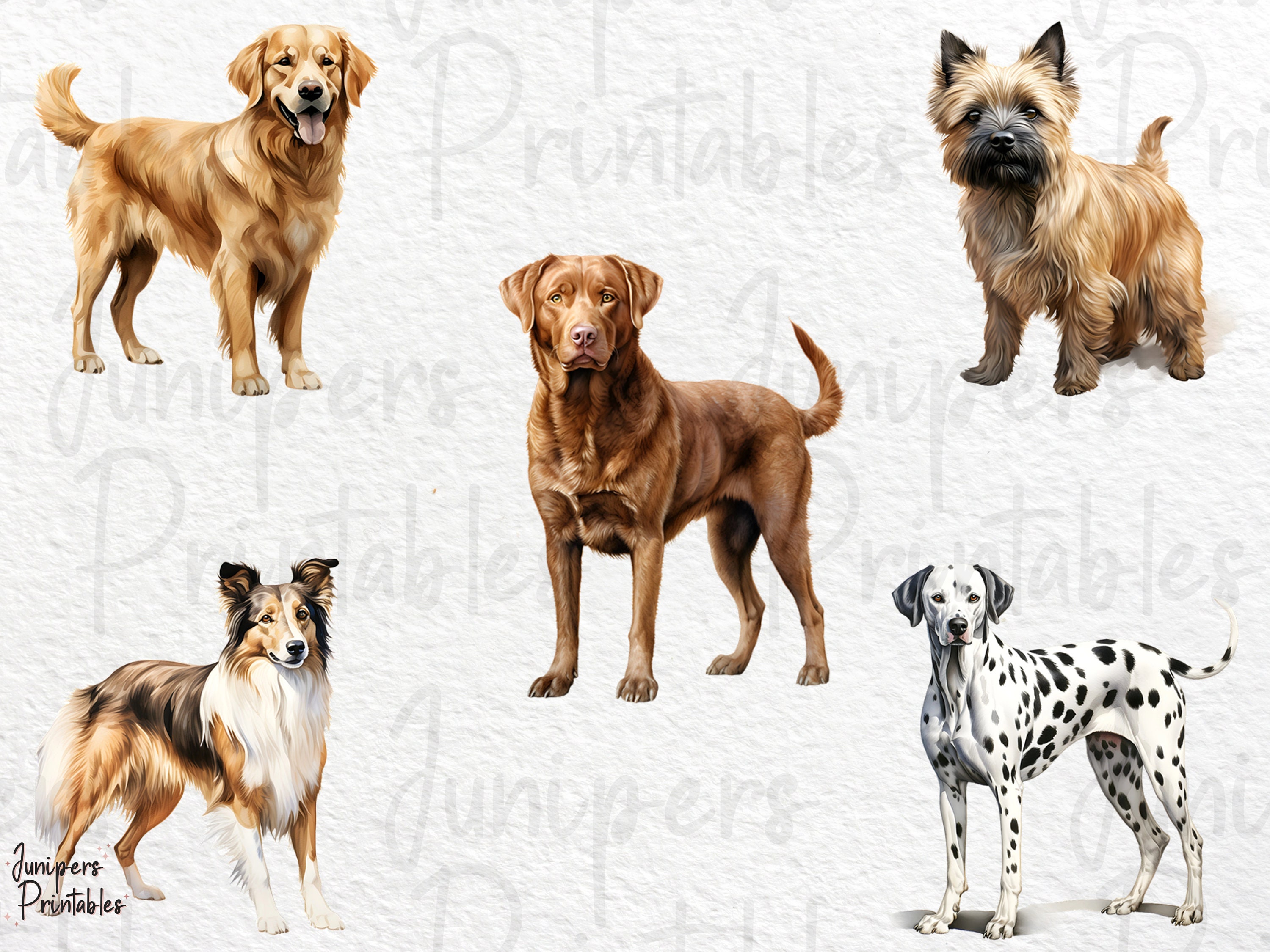 Watercolor Dog Breeds Vol. 4 Clipart Bundle, 20 High Quality PNG ...