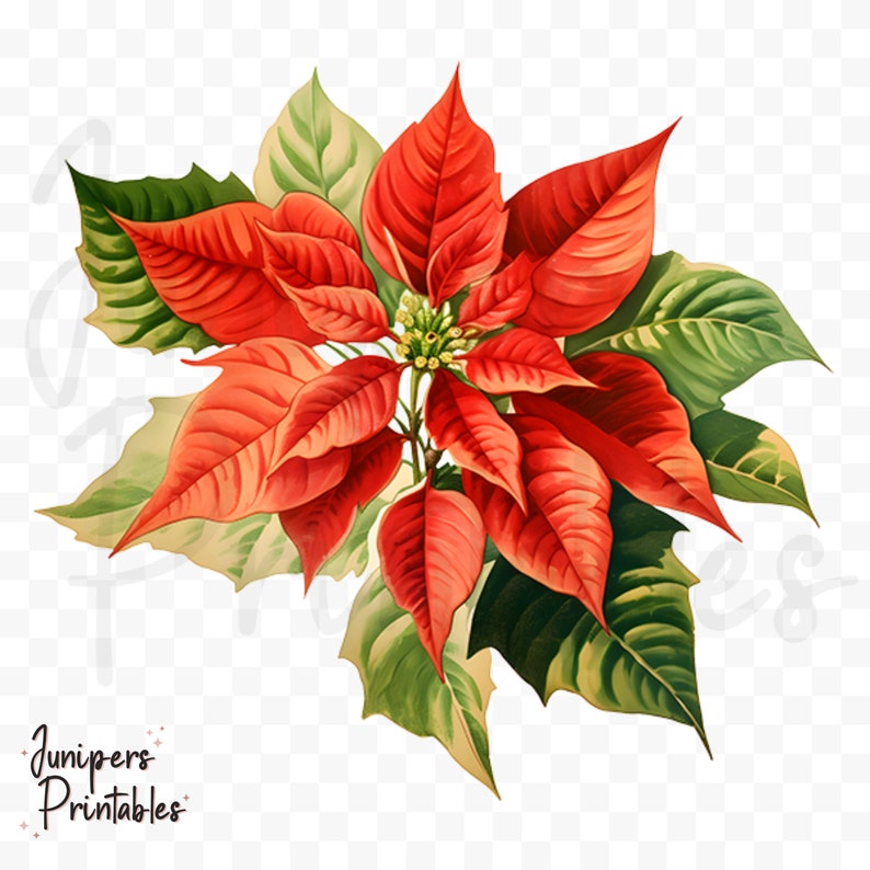 21 Christmas Poinsettia Clipart, High Quality PNG, Digital Download ...