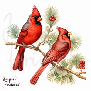 16 Christmas Cardinal Birds Clipart, High Quality Jpgs, Digital ...