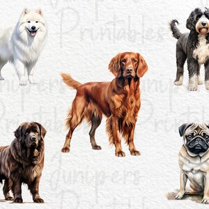 Watercolor Dog Breeds Vol. 5 Clipart Bundle, 20 High Quality PNG ...