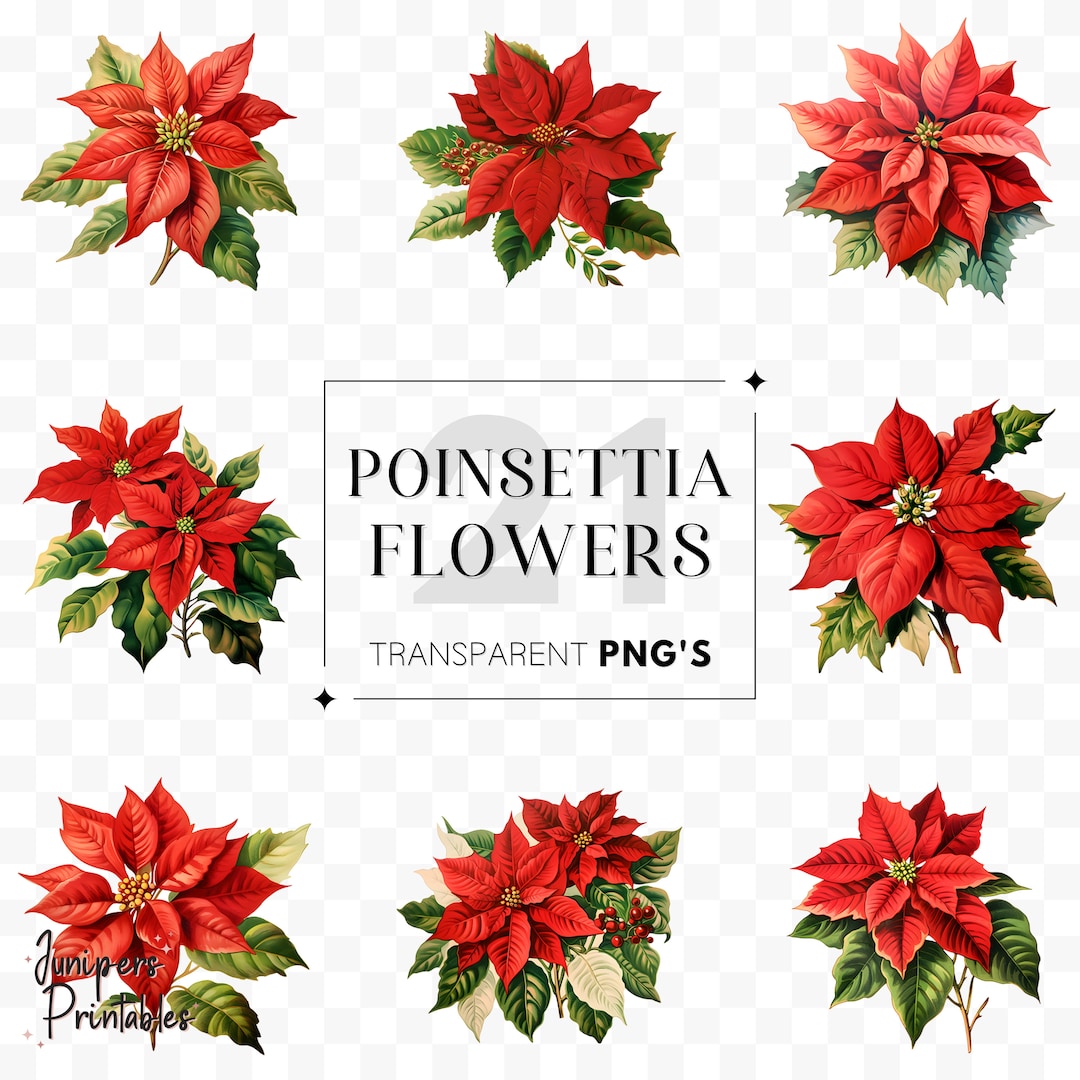 21 Christmas Poinsettia Clipart, High Quality PNG, Digital Download ...