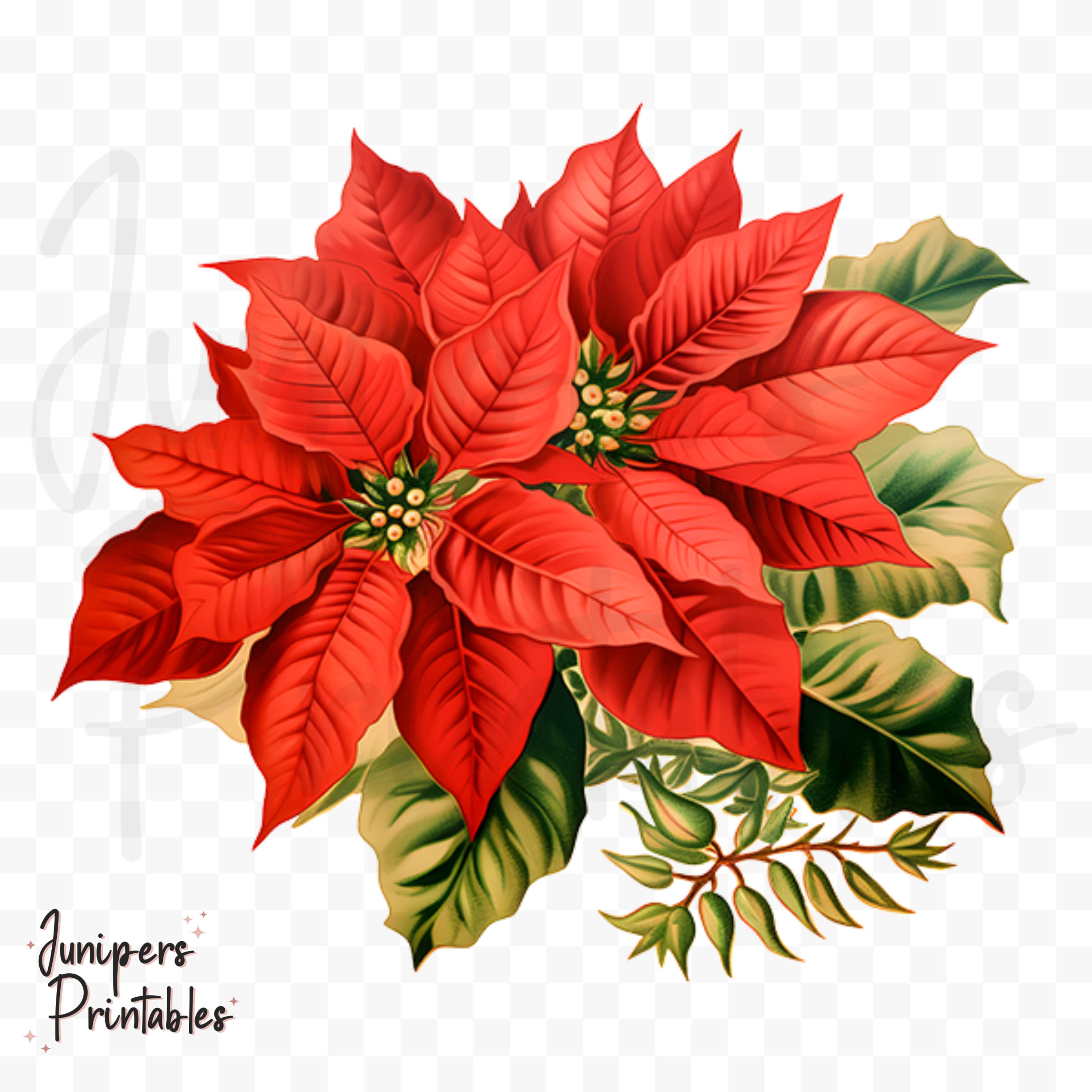 21 Christmas Poinsettia Clipart, High Quality PNG, Digital Download ...