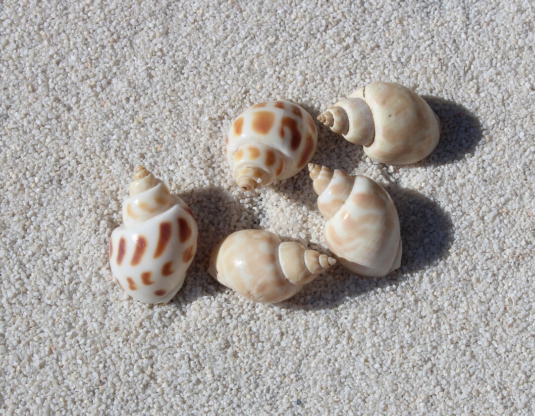 Small Assorted Babylonia Shells, Set of 5, 1.0-1.5" Length - Hermit ...