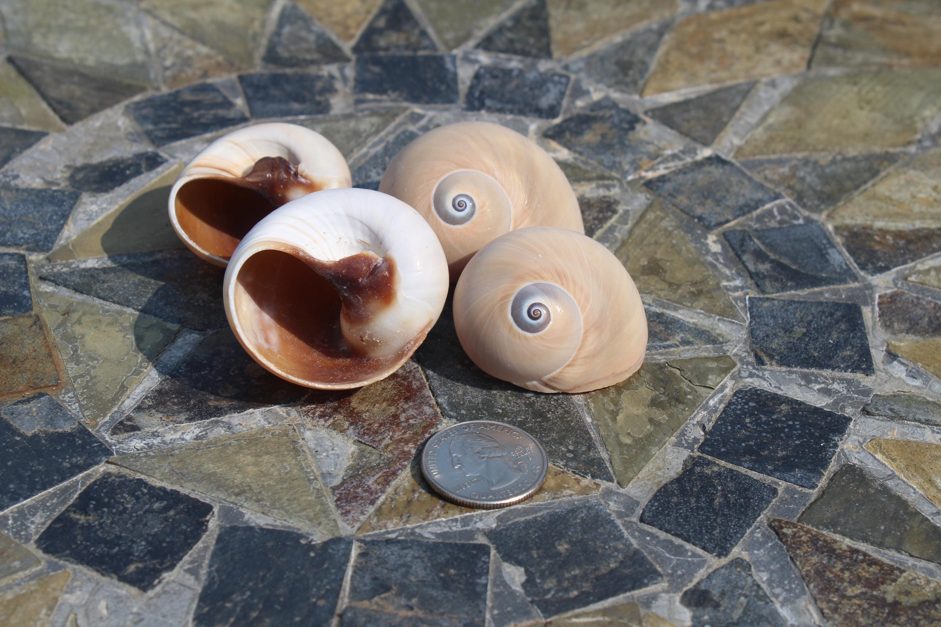 Shark Eye Snail Shells (set of 3) – Beach Decor, Hermit Crab Shells - Etsy