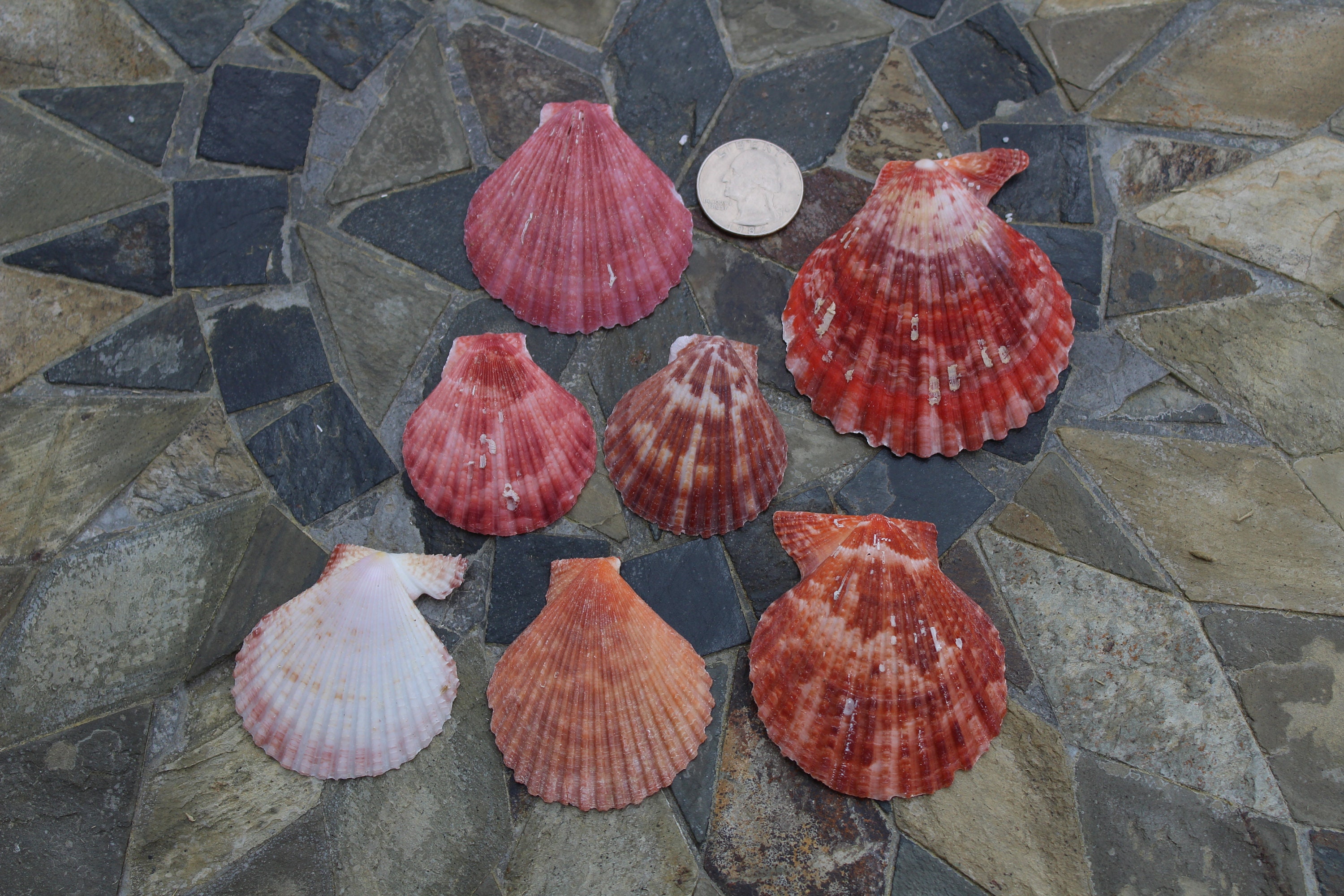 Pink and Orange Scallop Shells, Beach Decor, Wedding Decor, Crafting ...