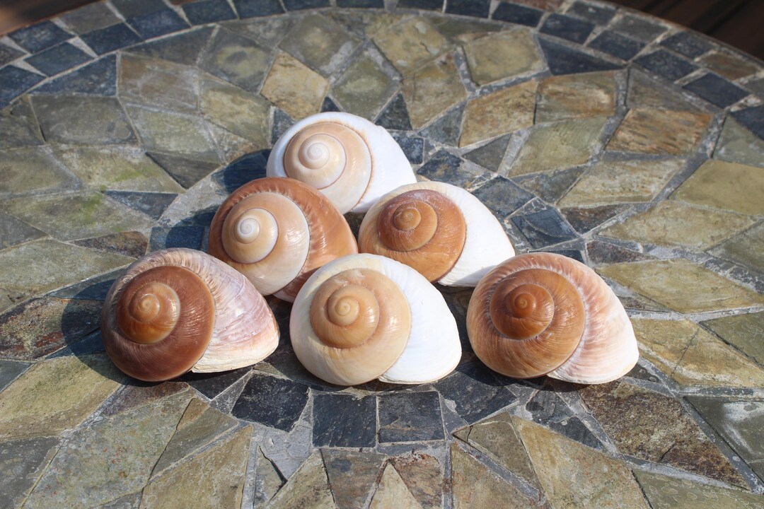 Muffin Snail Shell (2.5"-3") - Hermit Crab Shell, Air Plant Shell ...