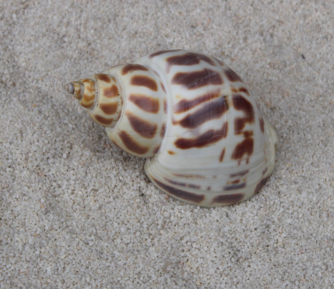 Extra Large Assorted Babylonia Shells Hermit Crab Shells - Etsy