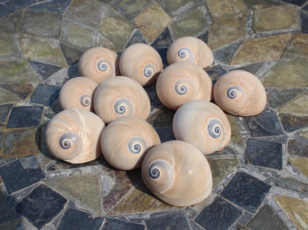 Shark Eye Snail Shell – Hermit Crab, Air Plant, Beach Decor - Etsy