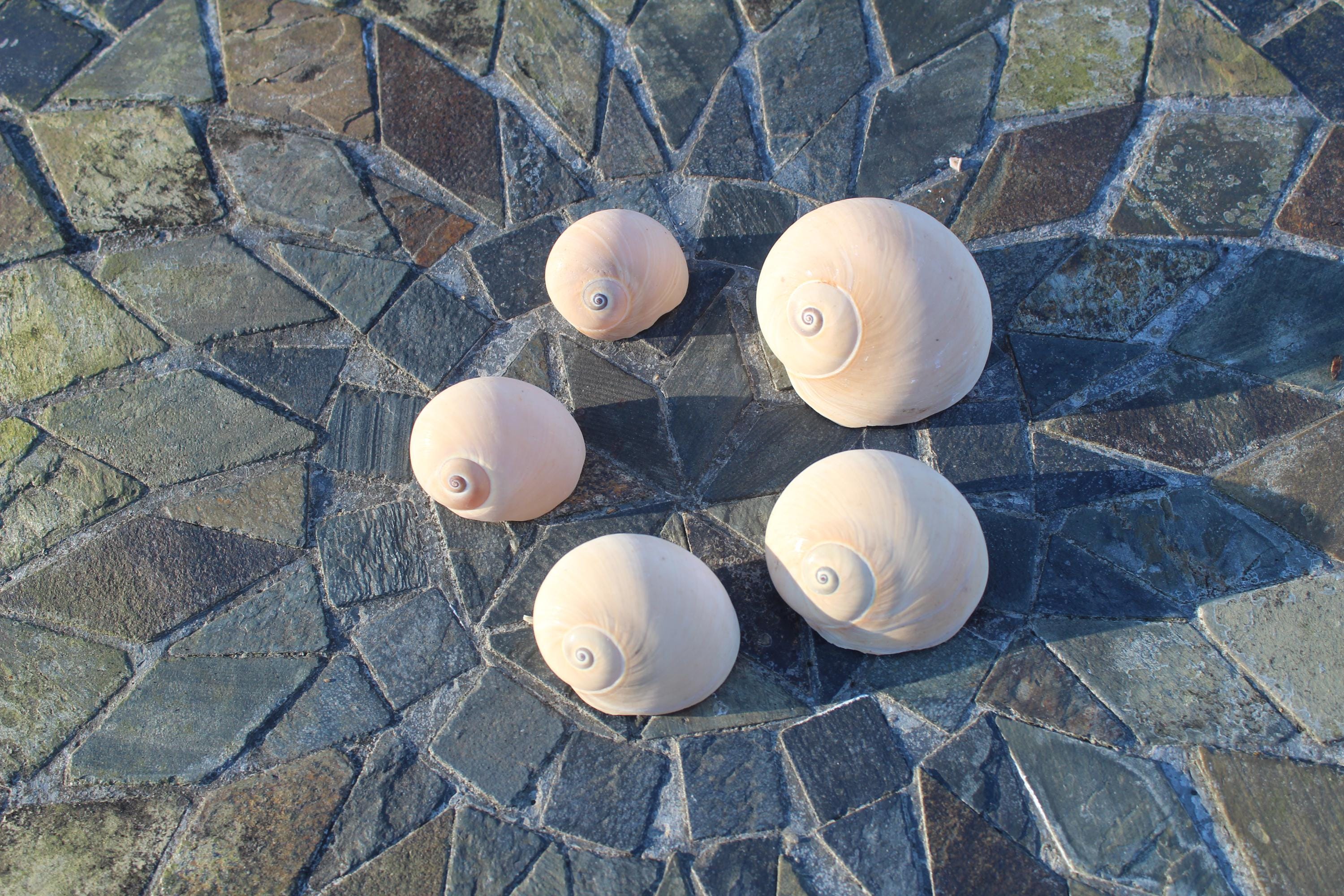 Moon Snail Shell Assortment - Hermit Crab, Air Plant, Craft Shells - Etsy