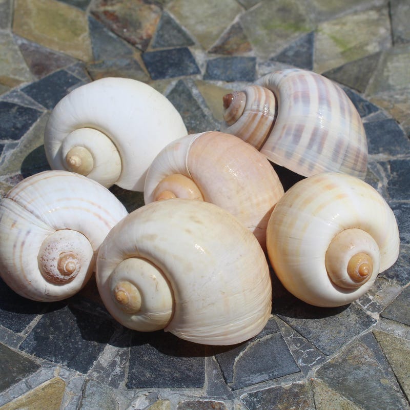 Snail Shells - Etsy