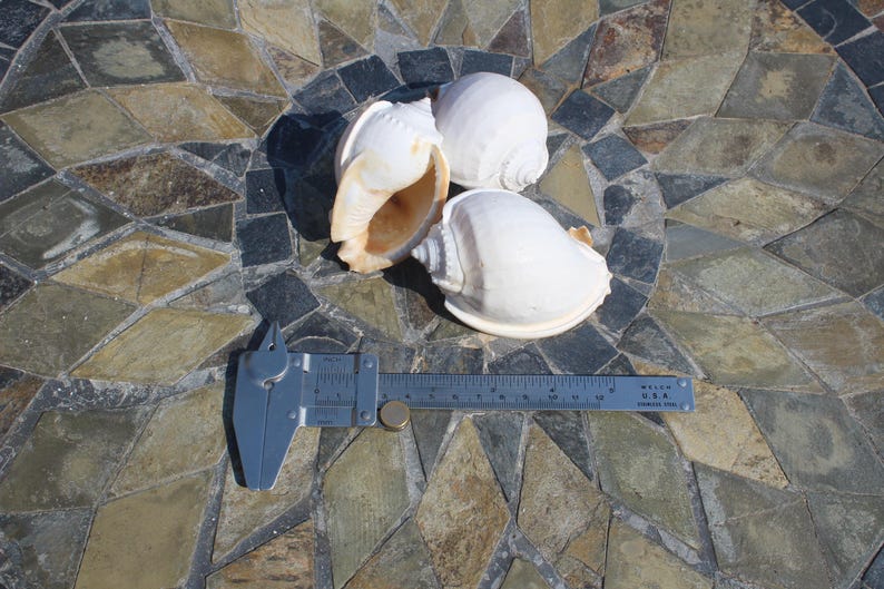 White Bonnet Shell - Air Plant & Hermit Crab Shells, Beach Decor (3-4 ...