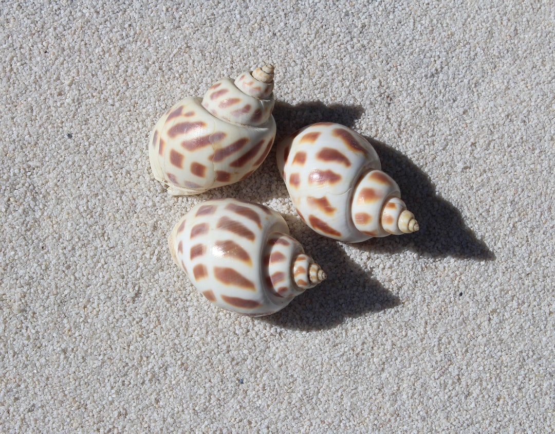 Large Assorted Babylonia Shells 2 Hermit Crab Shells, Air Plant Shells ...