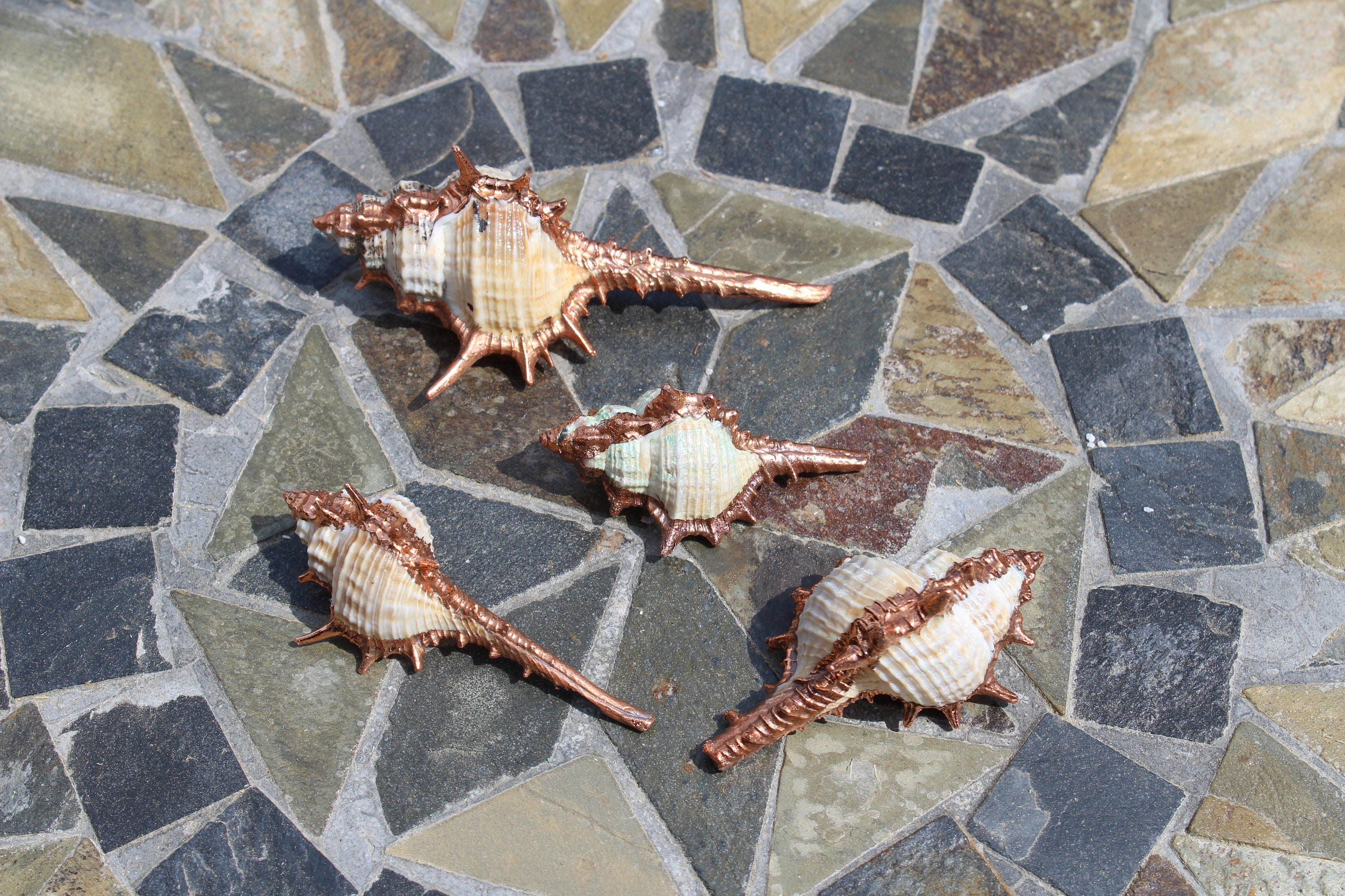 Electroformed Murex Ternispina Snail Shells, Beach Decor, Home Decor ...