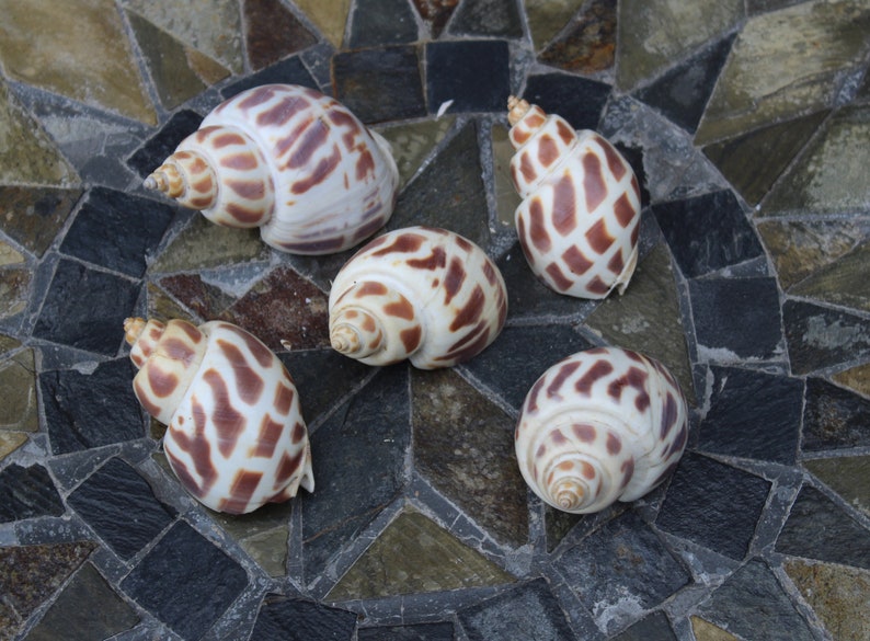 Extra Large Assorted Babylonia Shells Hermit Crab Shells - Etsy