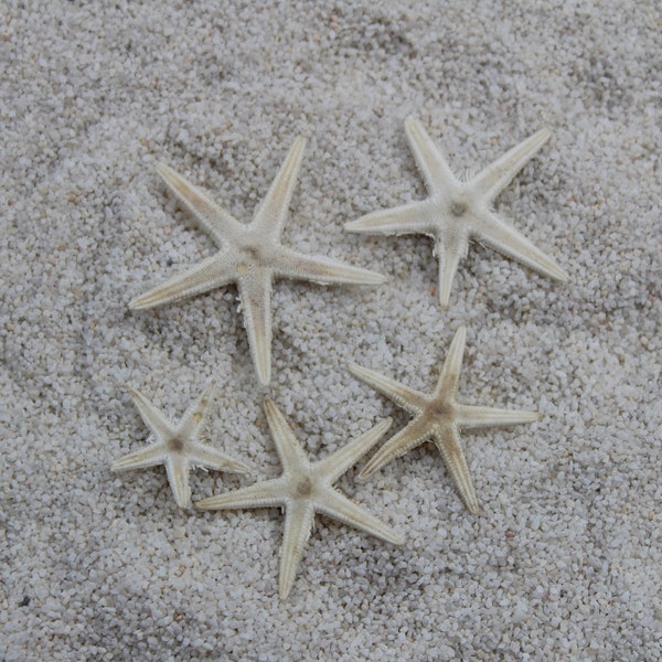 Starfish Floral - Etsy
