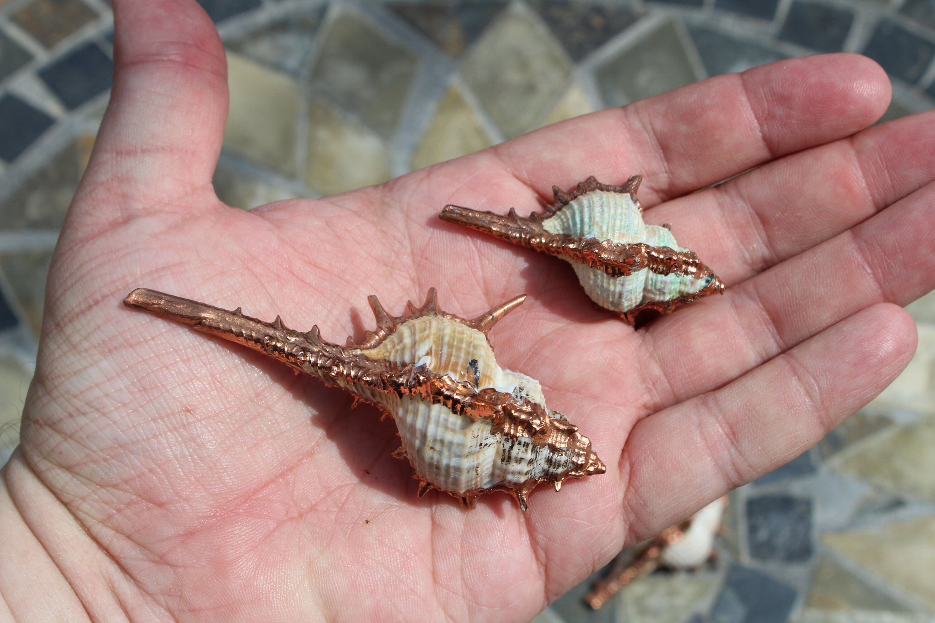 Electroformed Murex Ternispina Snail Shells, Beach Decor, Home Decor ...