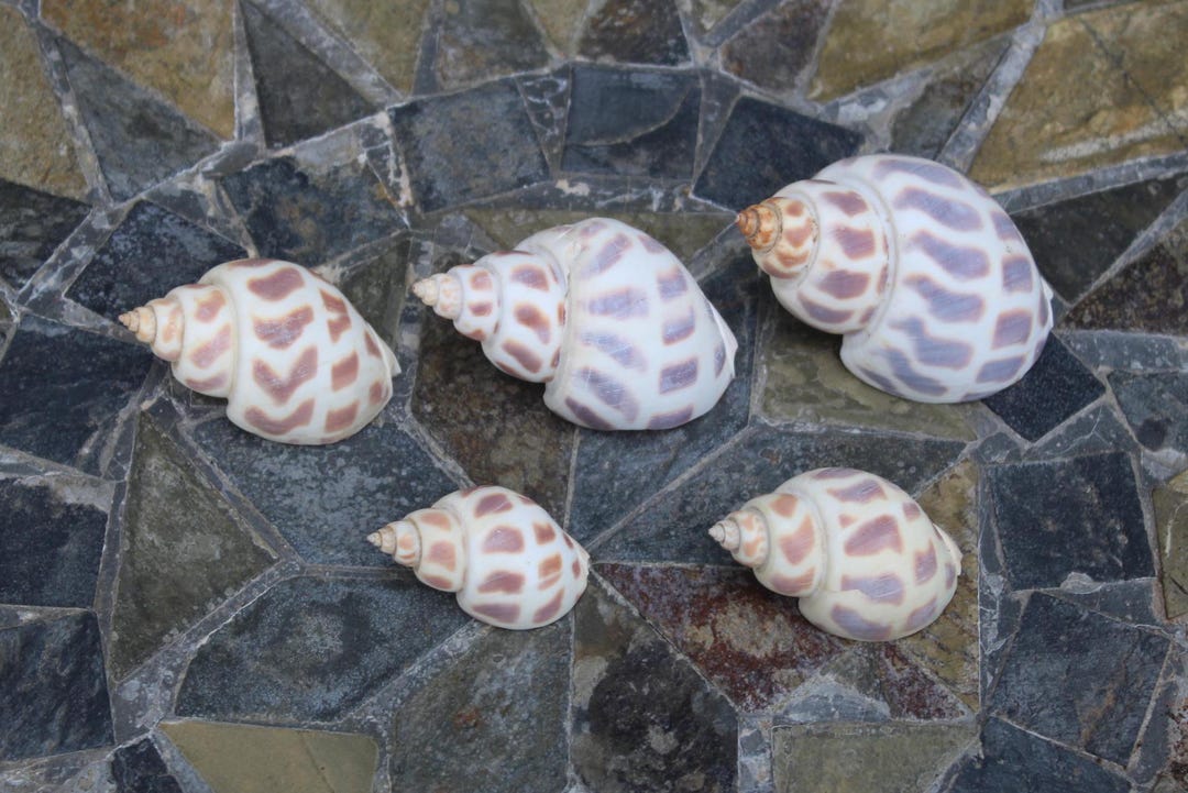 Babylonia Shell Assortment - Hermit Crab Shells, Craft Shells, Beach ...