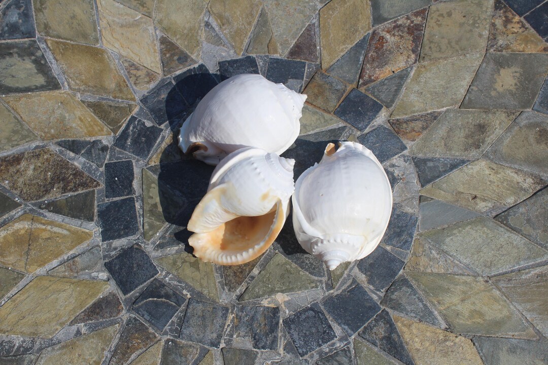 White Bonnet Shell - Air Plant & Hermit Crab Shells, Beach Decor (3-4 ...