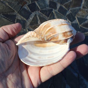 Harp Shell - Natural Beach Decor, Hermit Crab Shell (3-4" Length) - Etsy