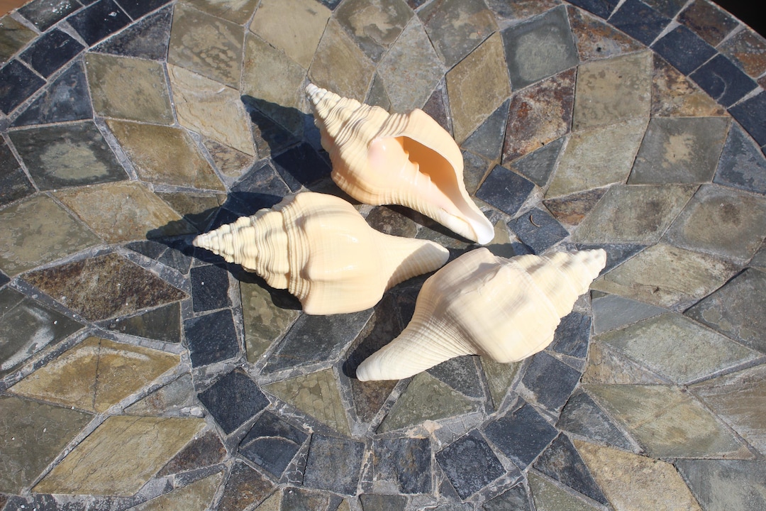 Chank Shell - Hermit Crab Shell, Snail Shell, Air Plant Shell, Beach ...