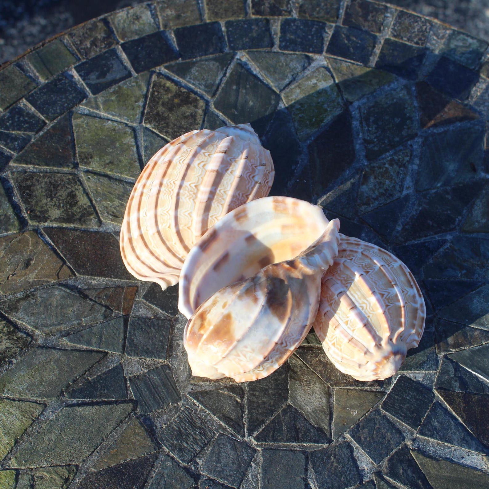Harp Shell - Hermit Crab Shell, Air Plant Shell, Beach Decor, 3"-4 ...