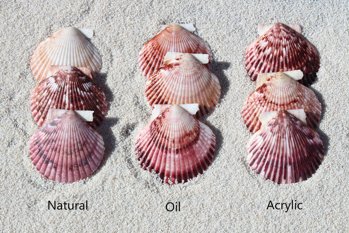 Pink and Purple Scallop Shells, Beach Decor, Wedding Decor, Crafting ...