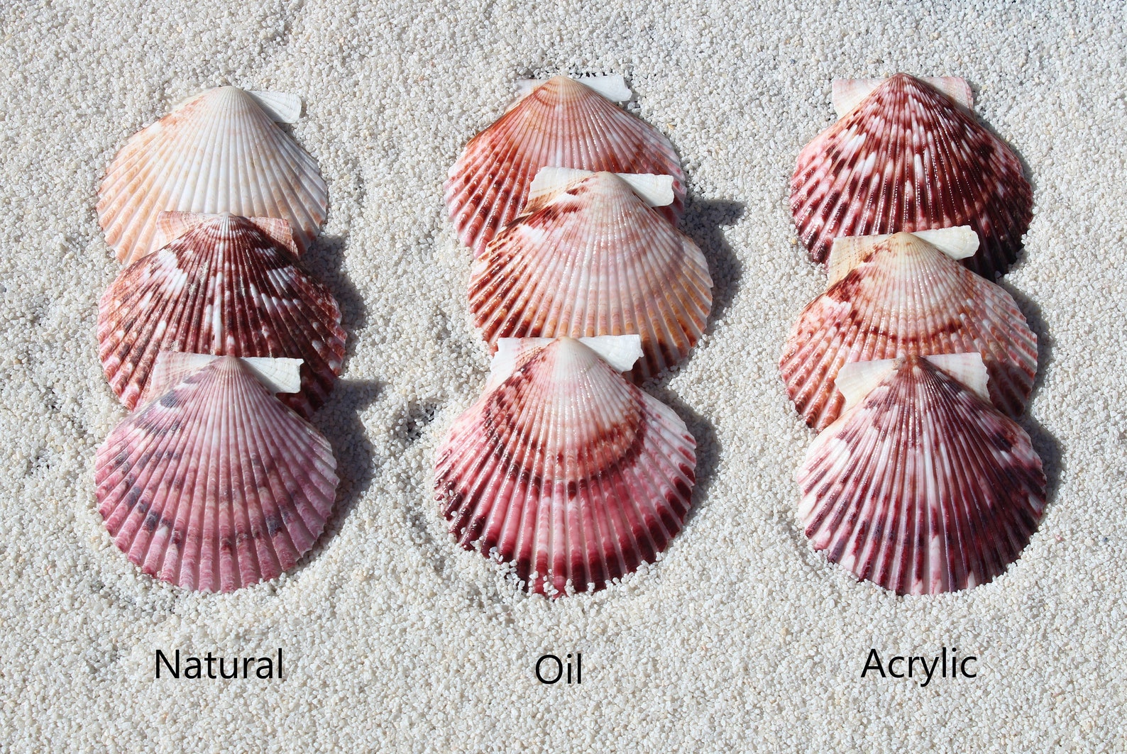 Pink and Purple Scallop Shells, Beach Decor, Wedding Decor, Crafting ...