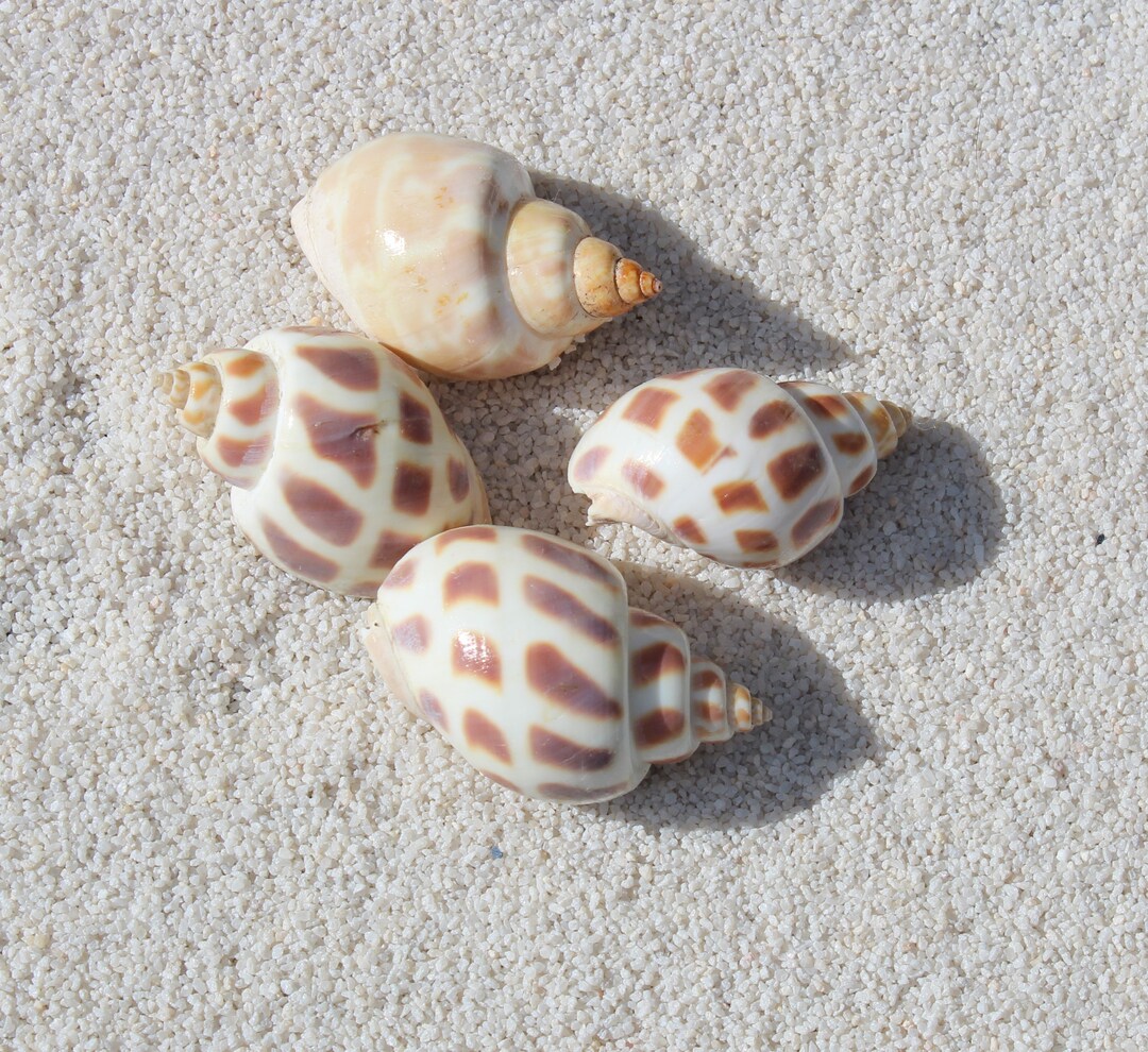 Medium Assorted Babylonia Shells (pack of 2), 1.5-1.7" Length - Hermit ...