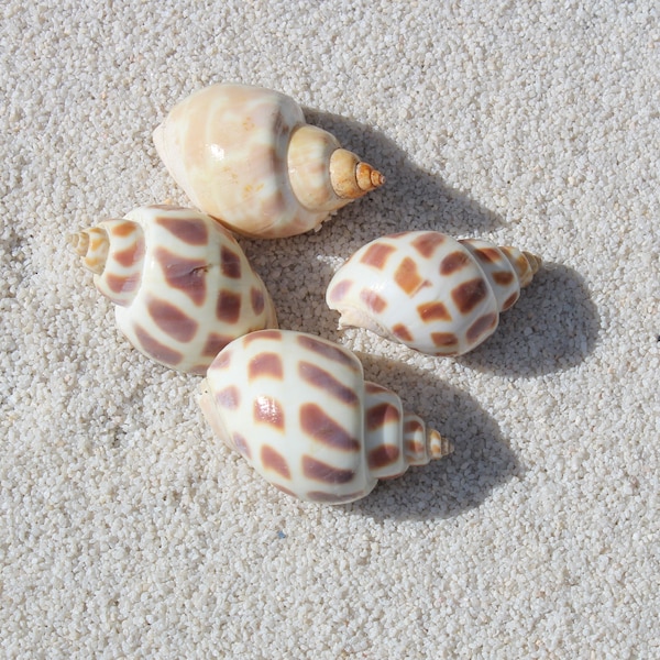 Hermit Crab Shells Pack - Etsy