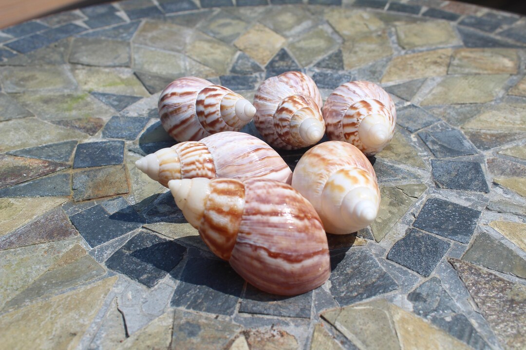 Giant African Land Snail Shell (2.5"-3" Length) - Hermit Crab Shell ...