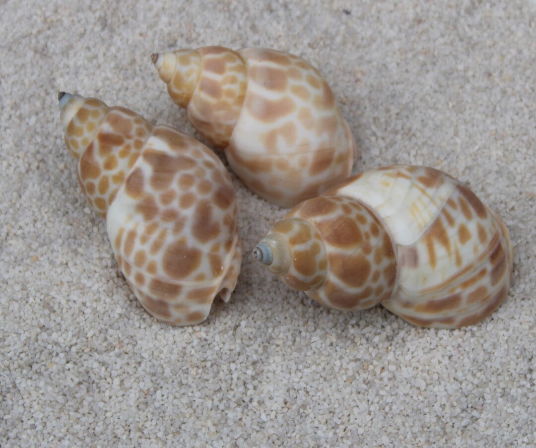 Large Babylonia Zeylandica Shells, 2.0-2.4" Length - Hermit Crab Shells ...