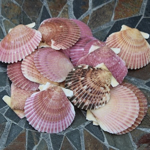 Pink and Purple Scallop Shells, Beach Decor, Wedding Decor, Crafting ...