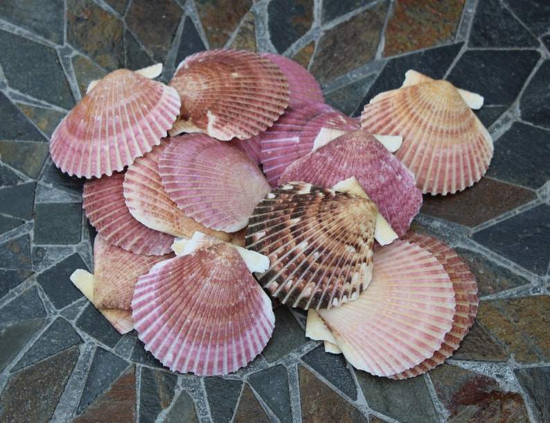 Pink and Purple Scallop Shells, Beach Decor, Wedding Decor, Crafting ...