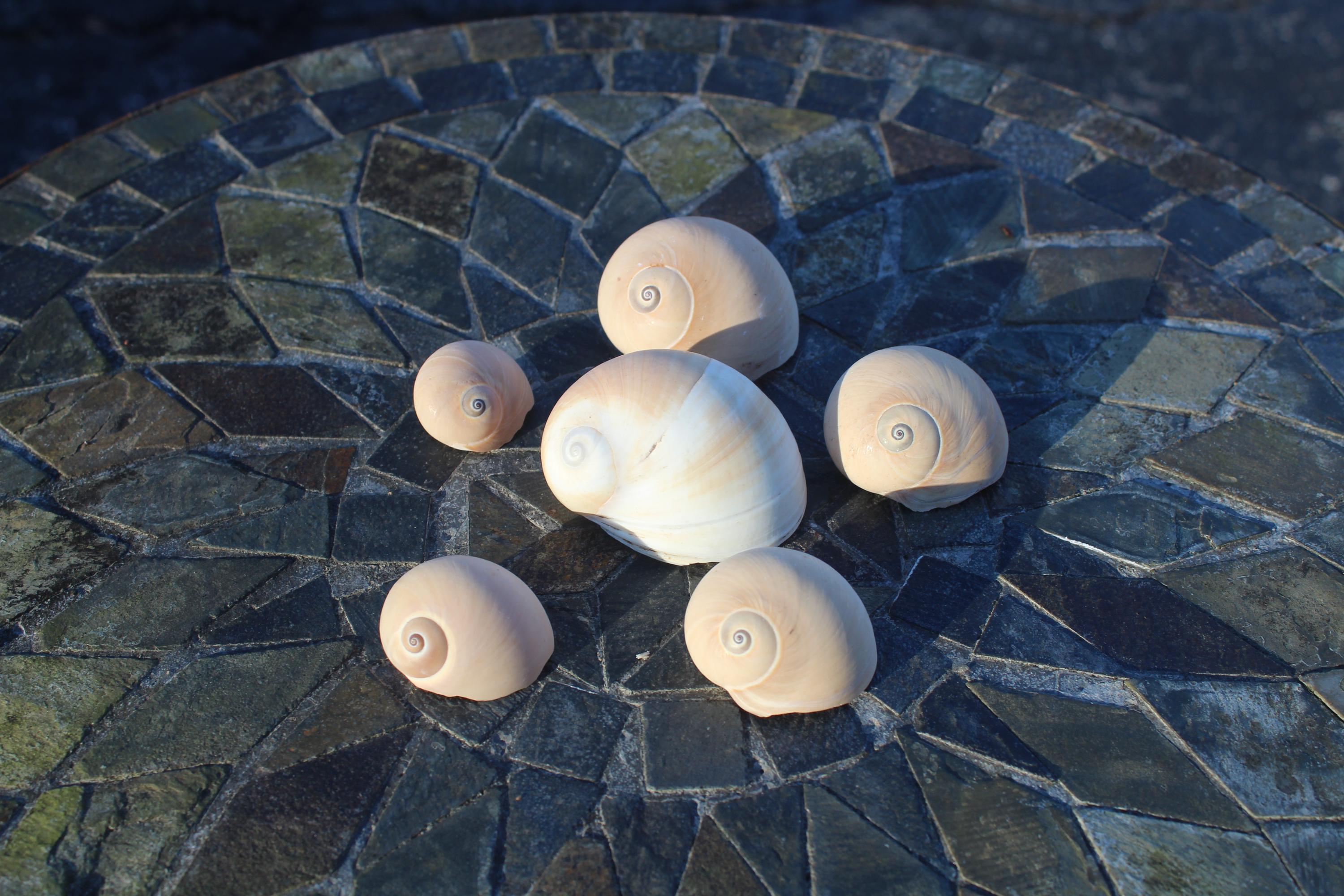 Moon Snail Shell Assortment - Hermit Crab, Air Plant, Craft Shells - Etsy