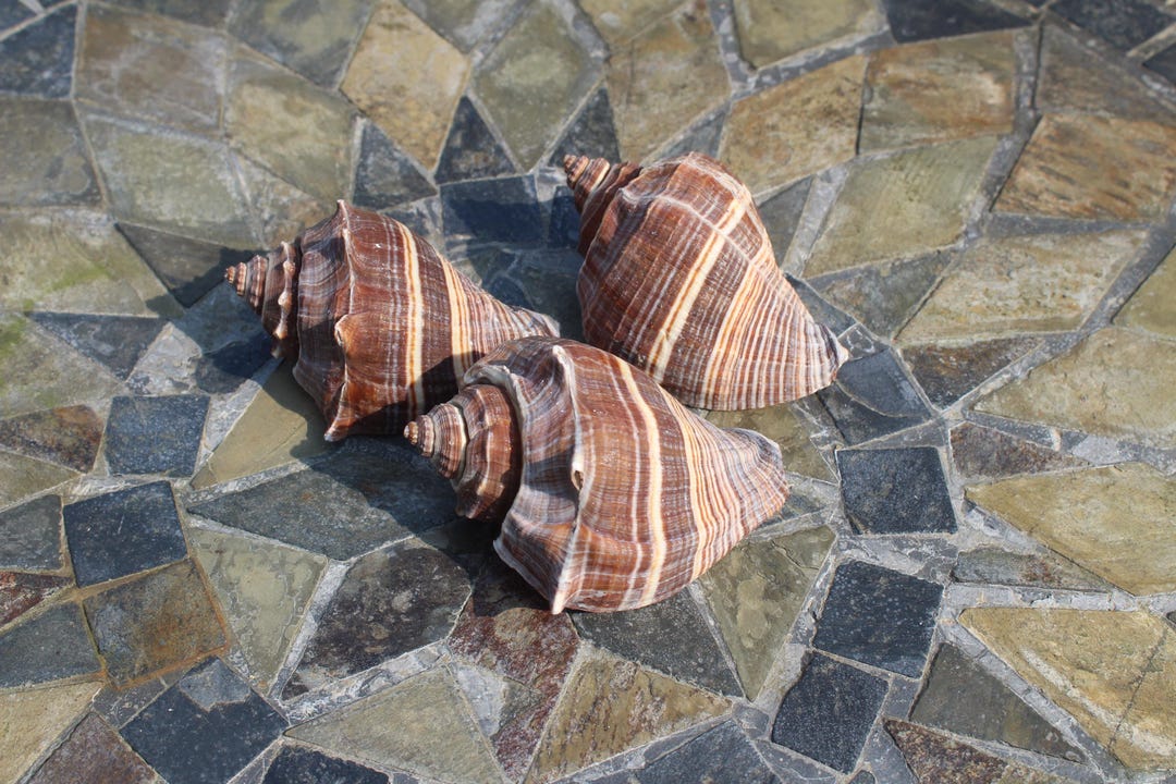 King Crown Conch Shell (3-3.5") – Hermit Crab Shell, Beach Decor - Etsy